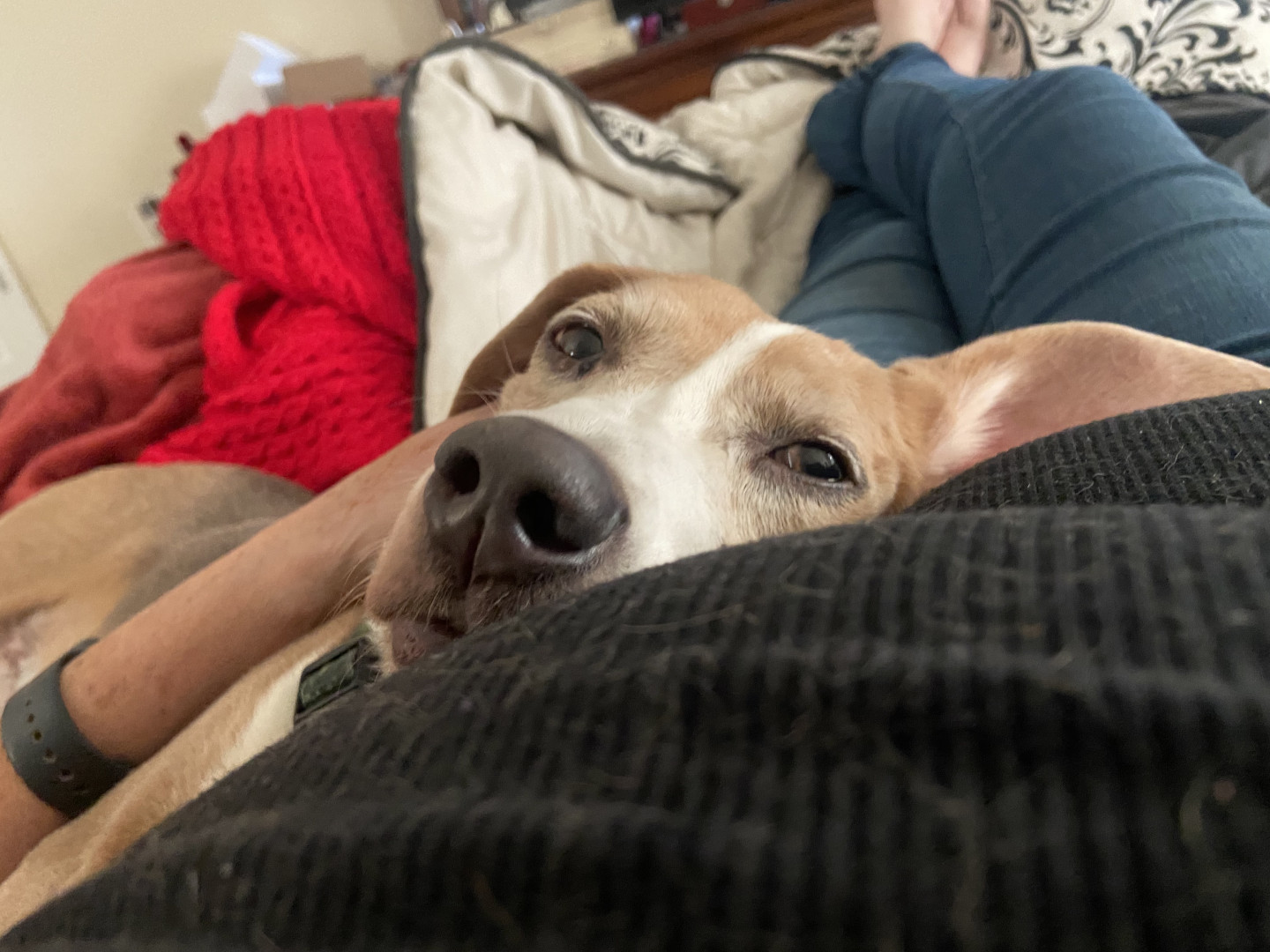 Mitch | America's Favorite Pet
