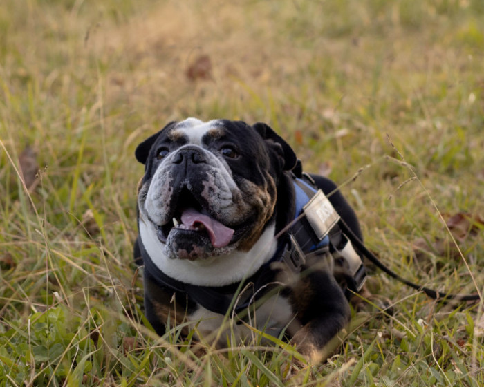 Benson Dog