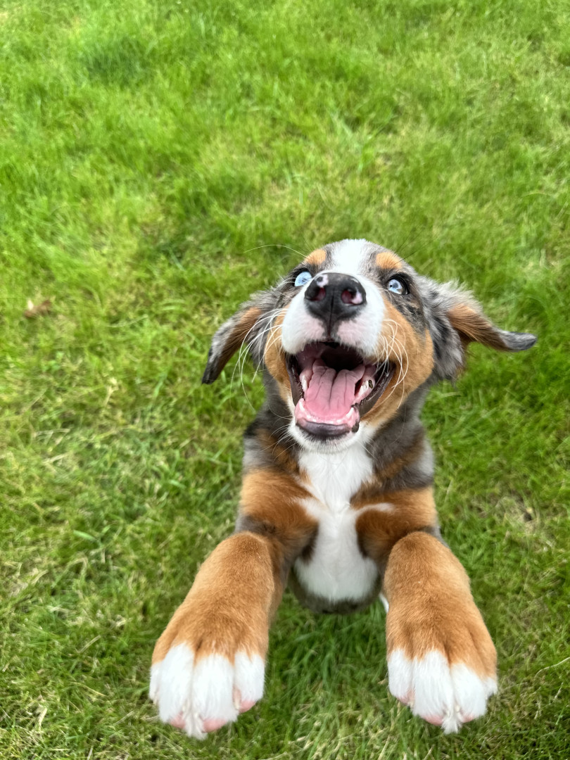 Reese | America's Favorite Pet