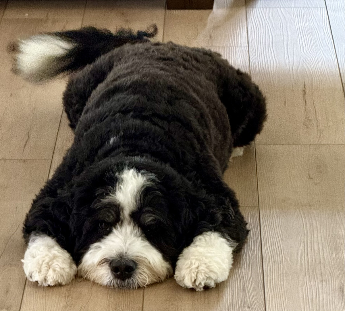 Forrest Gump | America's Favorite Pet