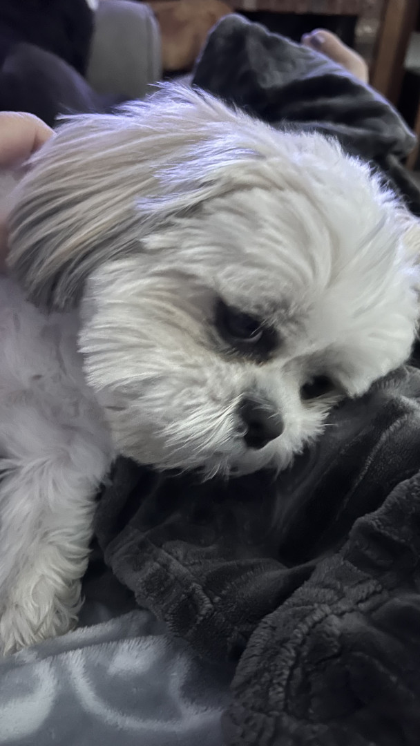 Tucker | America's Favorite Pet