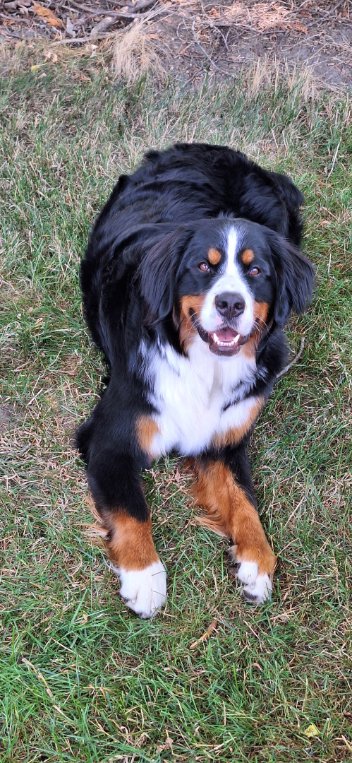 Lilly | America's Favorite Pet