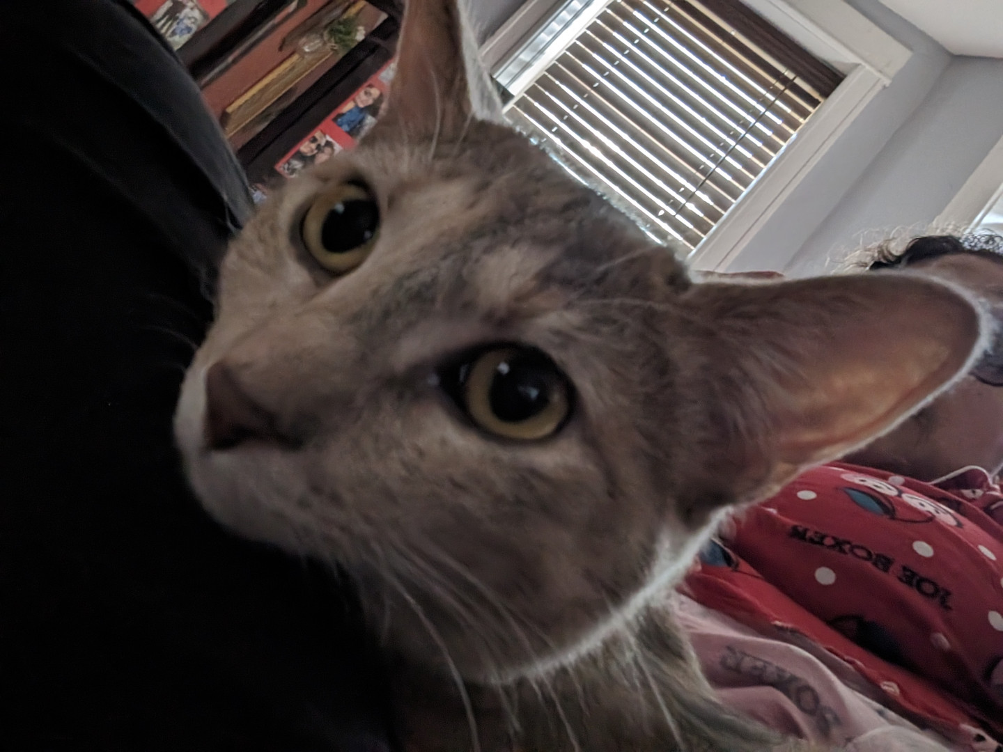 Marilyn | America's Favorite Pet