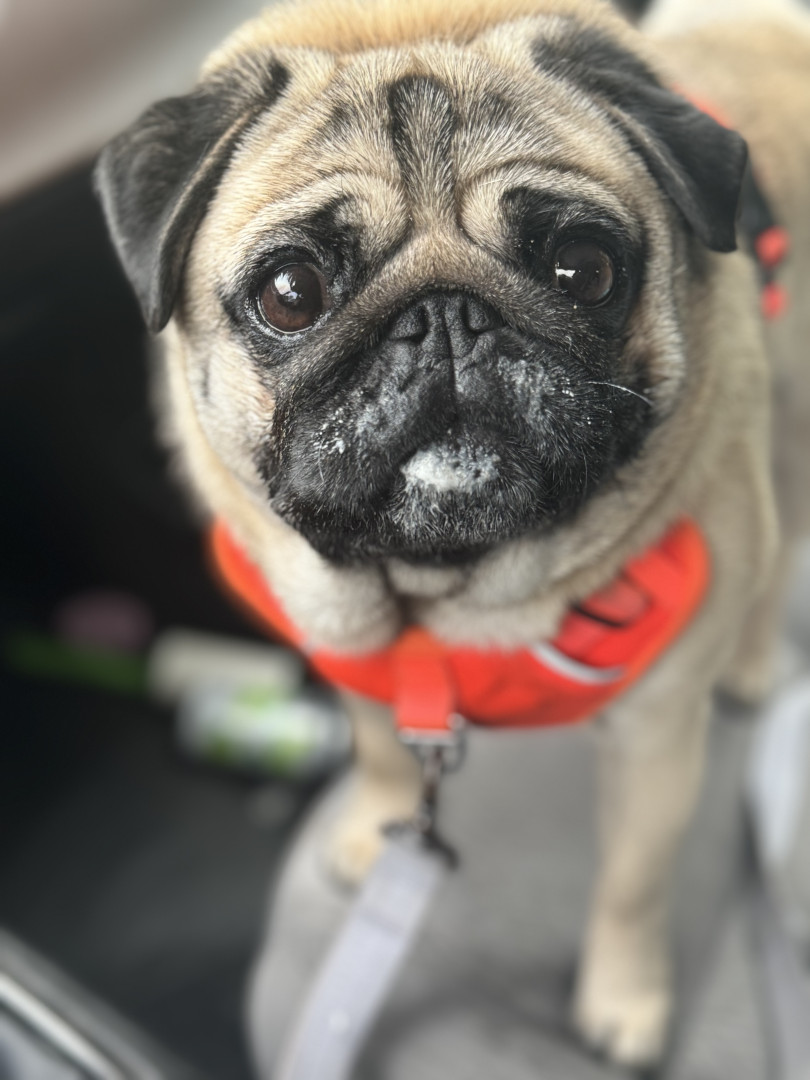 Macklin | America's Favorite Pet