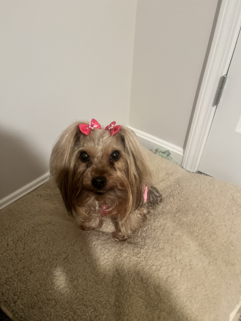 Princess Bella Renee Douglas | America's Favorite Pet