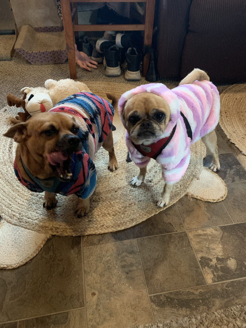 Lilly and berry | America's Favorite Pet