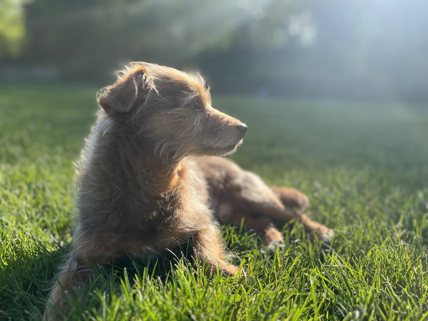 Hades | America's Favorite Pet