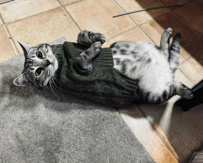 America's Favorite Pet