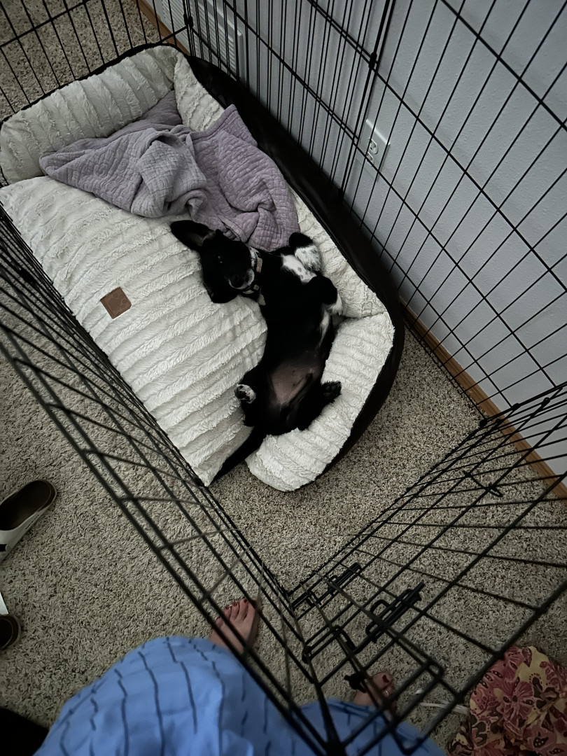 Cyrus Happ | America's Favorite Pet