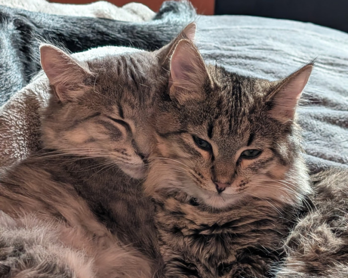 America's Favorite Pet