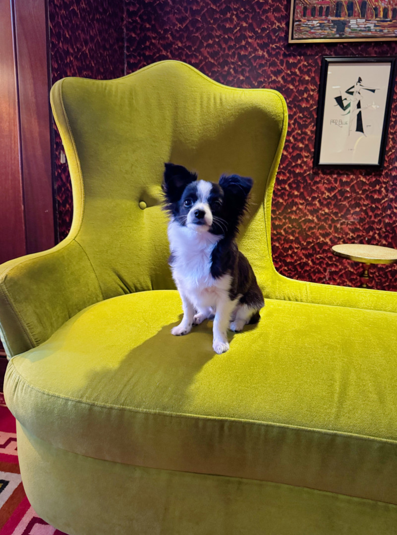 Pablo | America's Favorite Pet