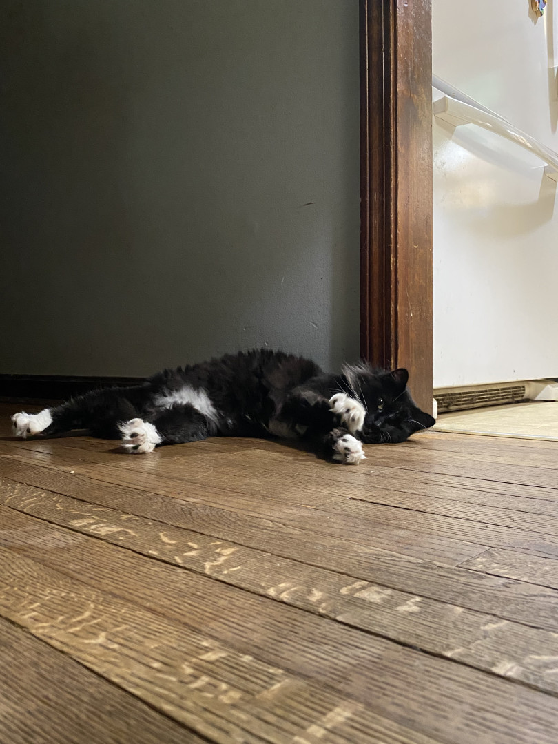 Ellie Cat | America's Favorite Pet