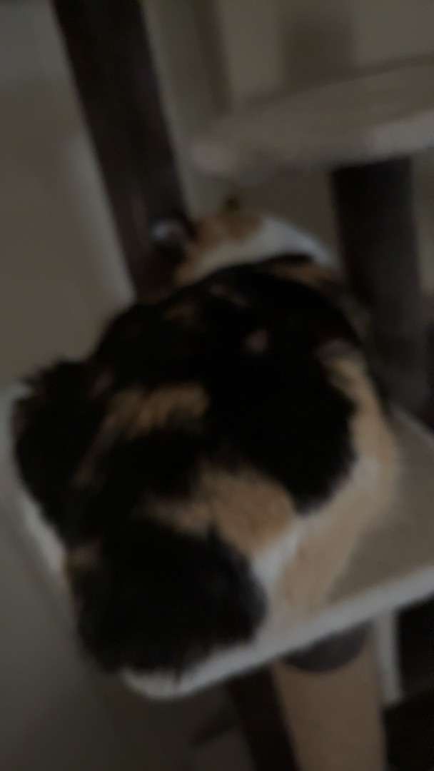 Princess | America's Favorite Pet