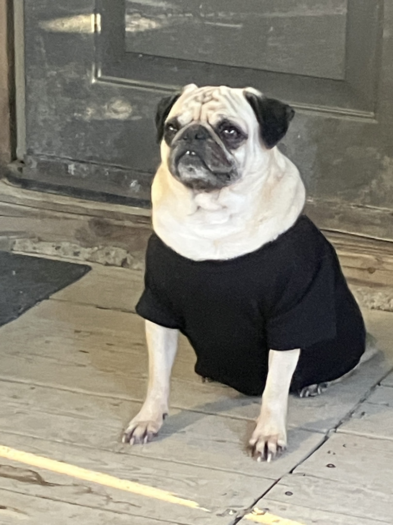 Gus | America's Favorite Pet