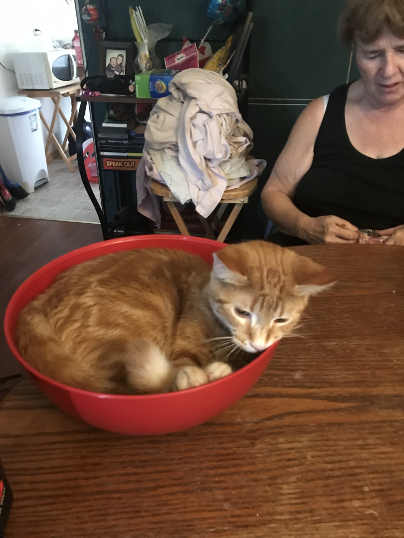 Cuddles | America's Favorite Pet