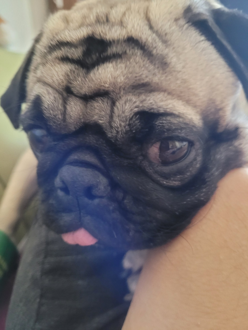 Emily Grace | America's Favorite Pet