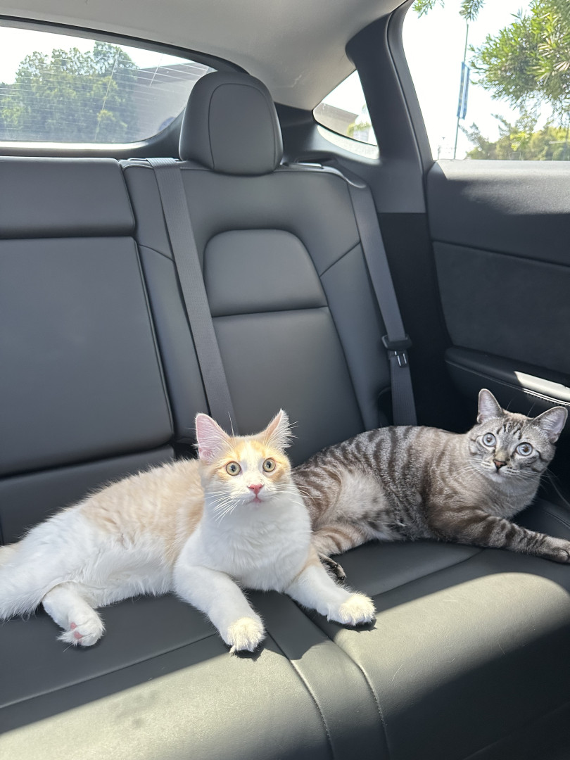 Milo | America's Favorite Pet