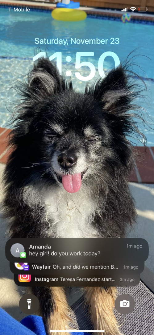 Moofy | America's Favorite Pet