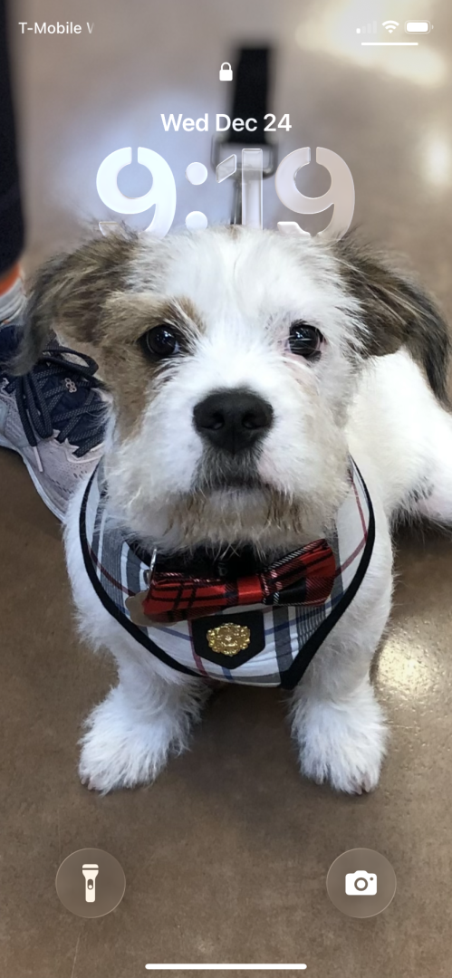 Elmo | America's Favorite Pet