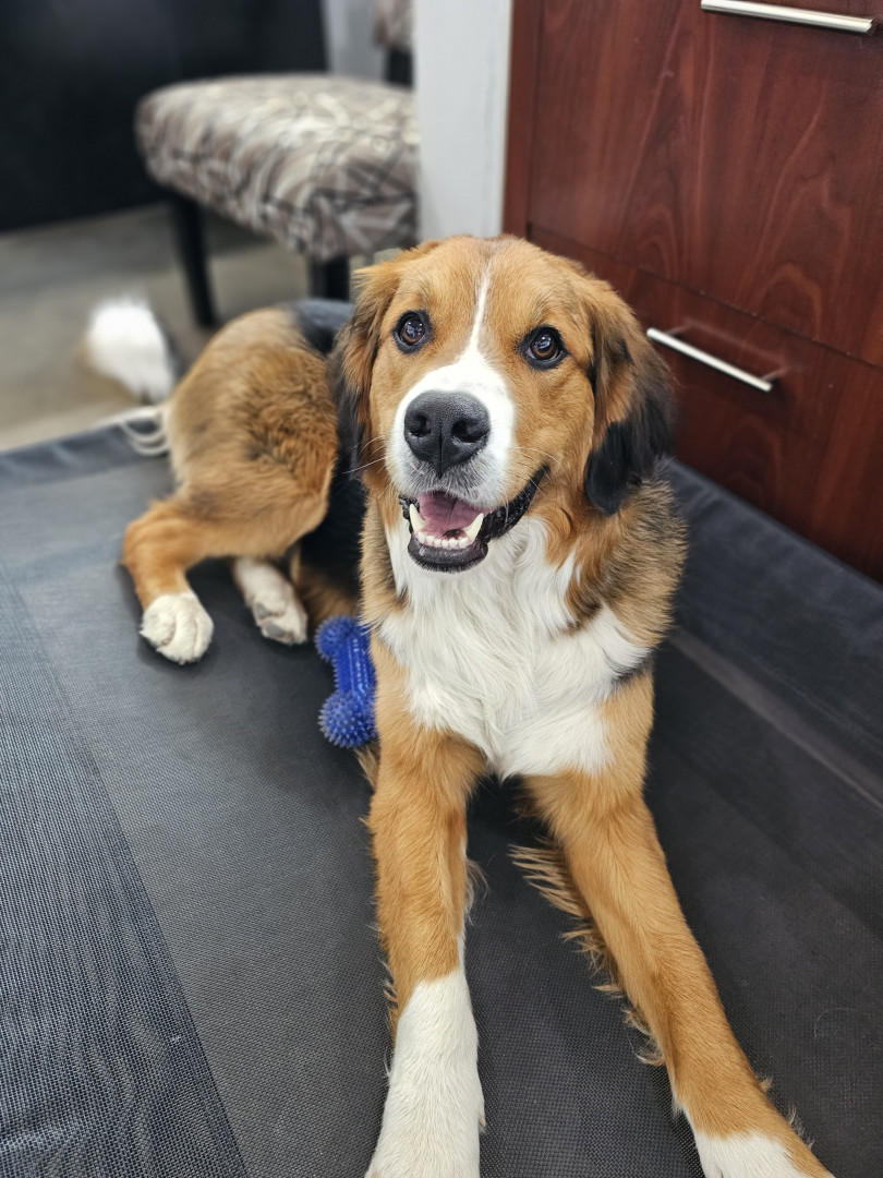 Gabi | America's Favorite Pet