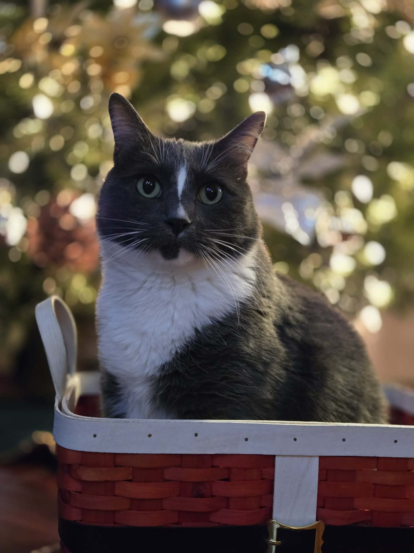 Molly | America's Favorite Pet