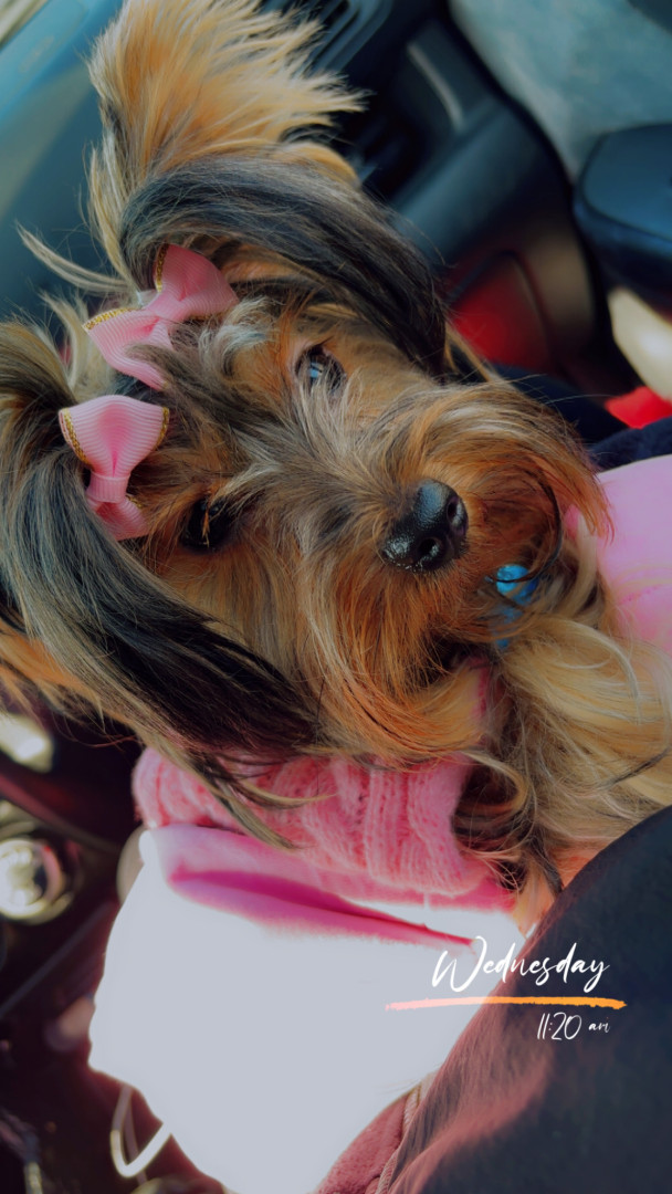 Nala | America's Favorite Pet