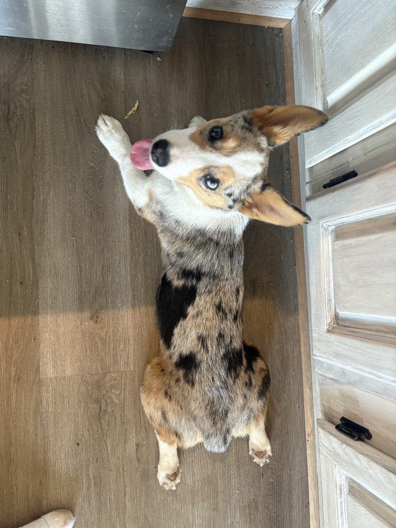 Lilo | America's Favorite Pet