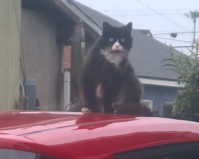 Grumpy cat | America's Favorite Pet