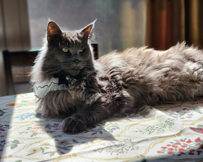 America's Favorite Pet