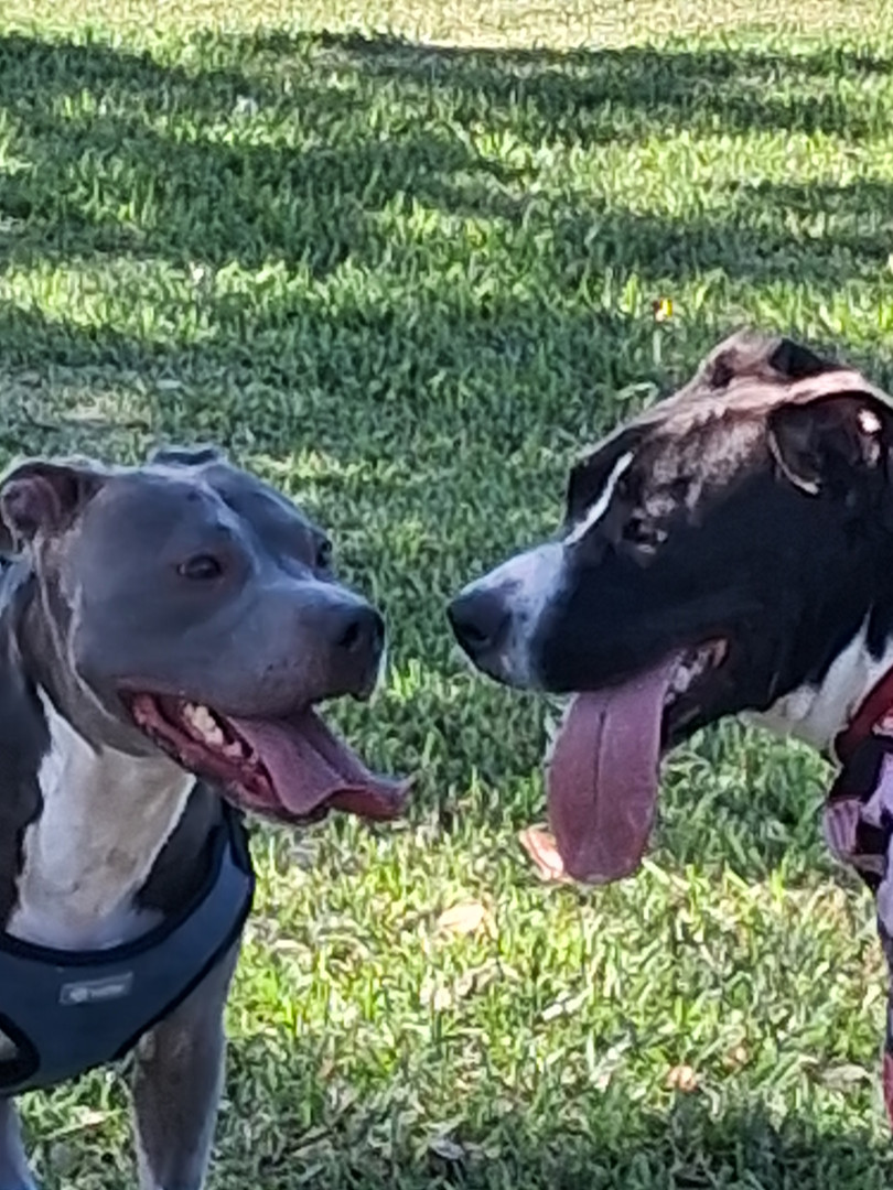 Tucker Sierra | America's Favorite Pet