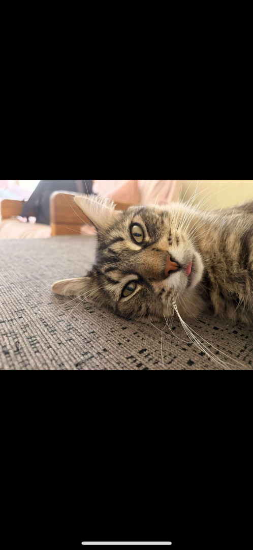 Willy Nelson | America's Favorite Pet