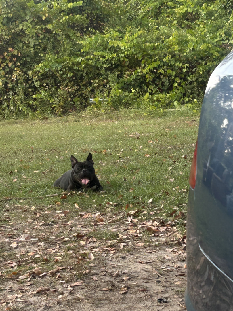 Queen | America's Favorite Pet