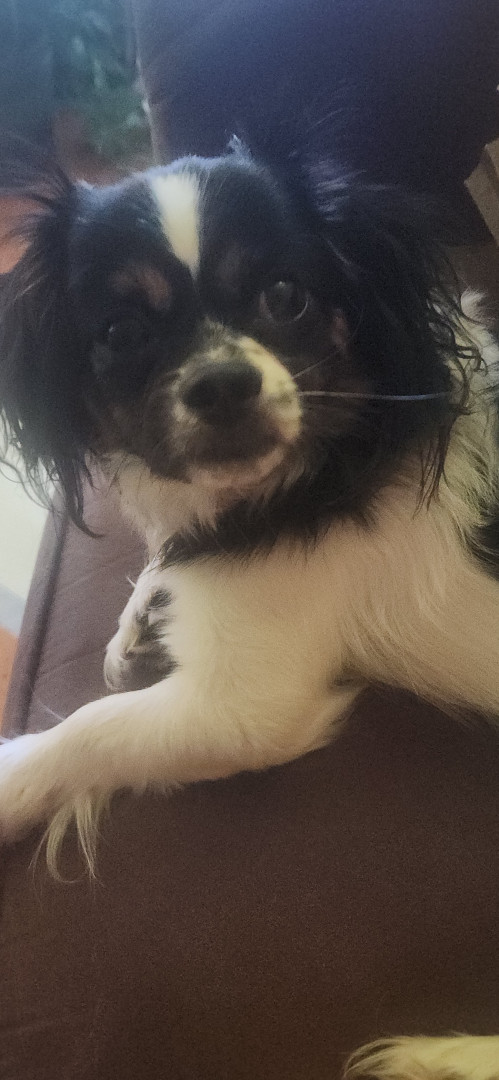 Stitch | America's Favorite Pet