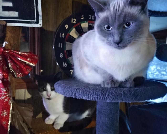 Monica Shelling | America's Favorite Pet