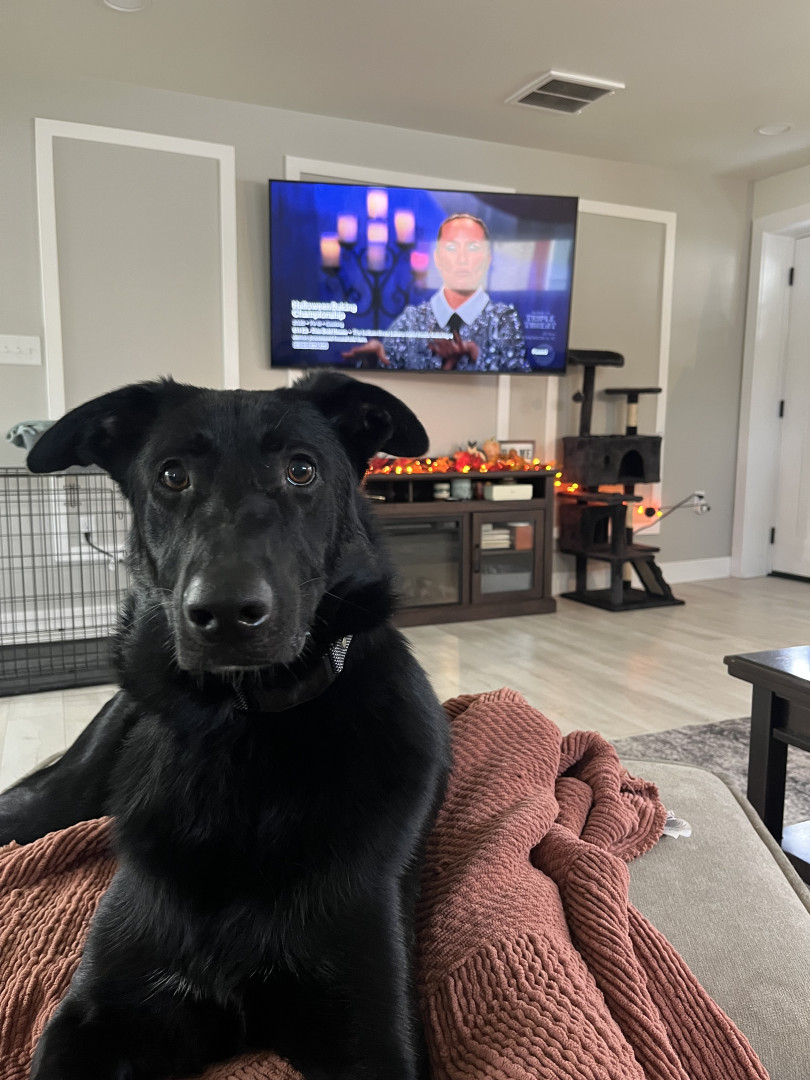 Zeus | America's Favorite Pet