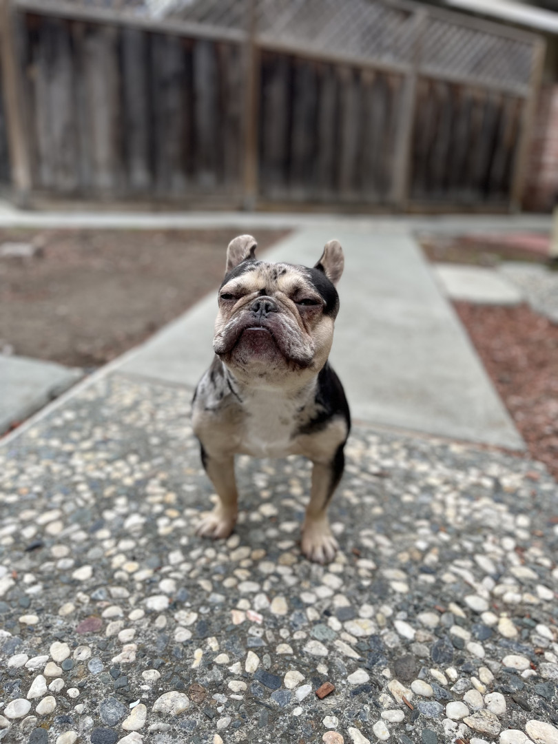 Louie | America's Favorite Pet