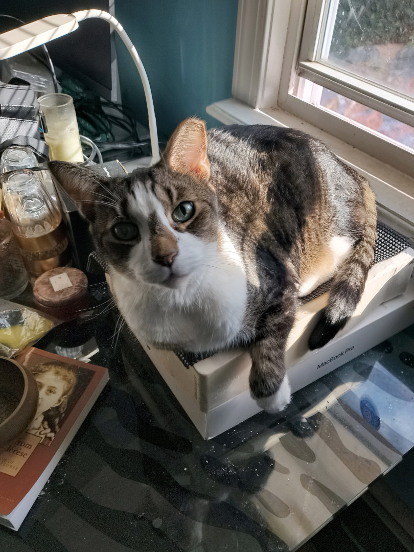 Onyx | America's Favorite Pet