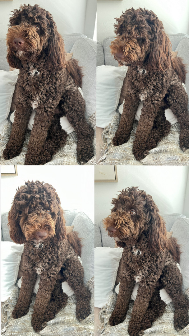 Coconut Venti | America's Favorite Pet