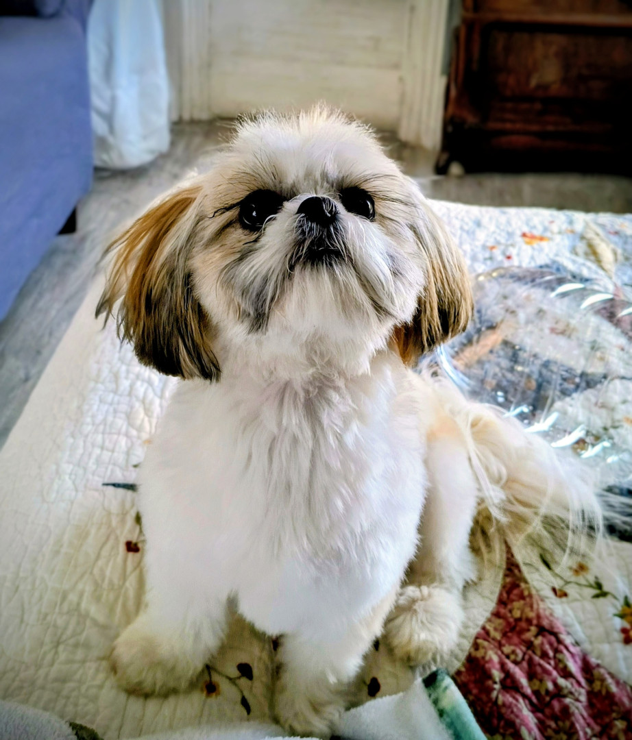 Phoebe Grace | America's Favorite Pet
