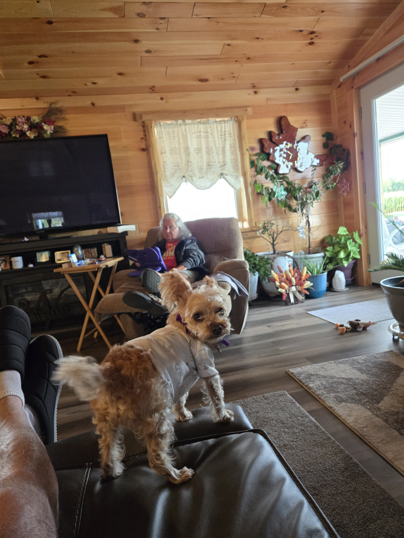 Lilly Ann | America's Favorite Pet