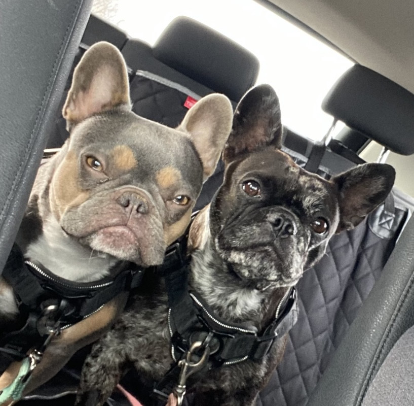 Doug | America's Favorite Pet