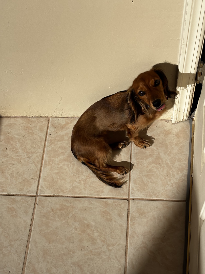 Bean | America's Favorite Pet