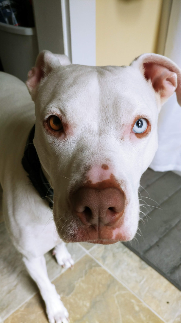 Panzer | America's Favorite Pet