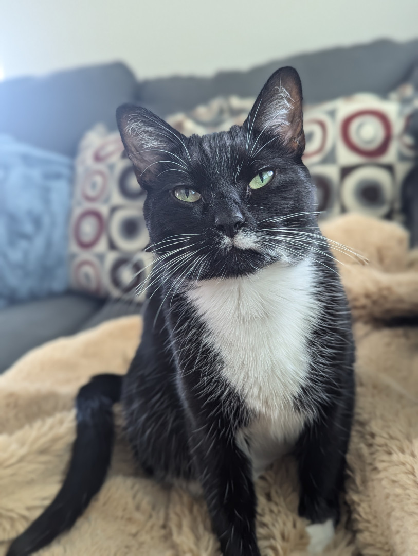 Phyona Grace Tippit | America's Favorite Pet