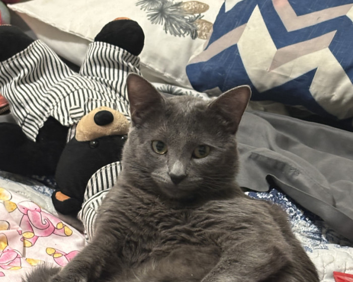 Eli | America's Favorite Pet