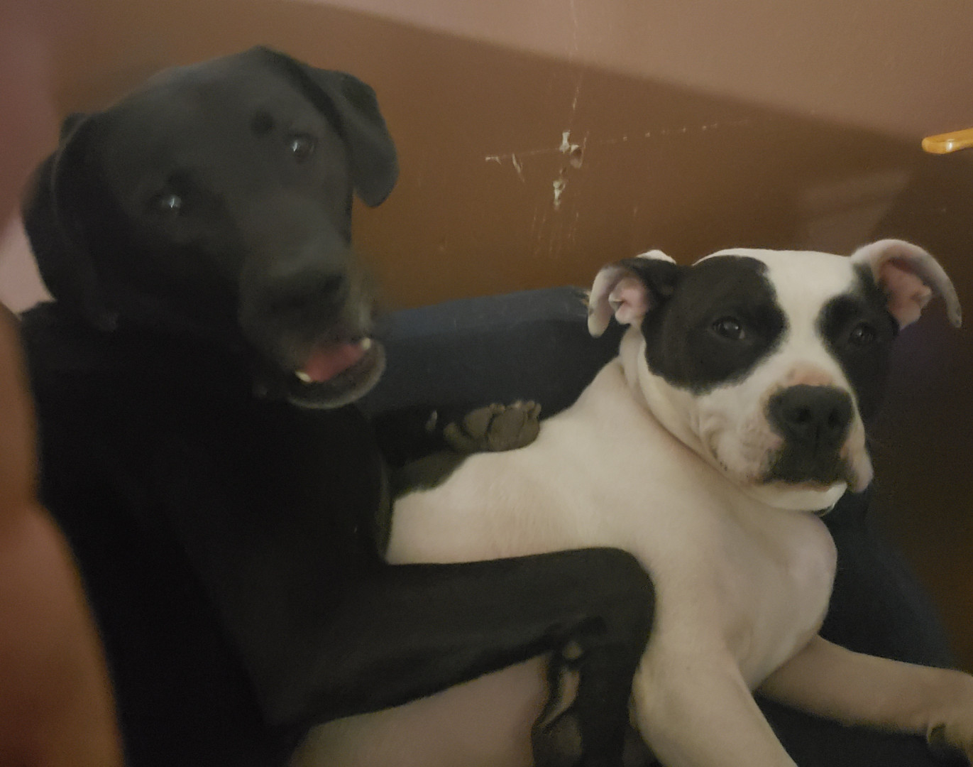 Moo-cow & Sargeant | America's Favorite Pet