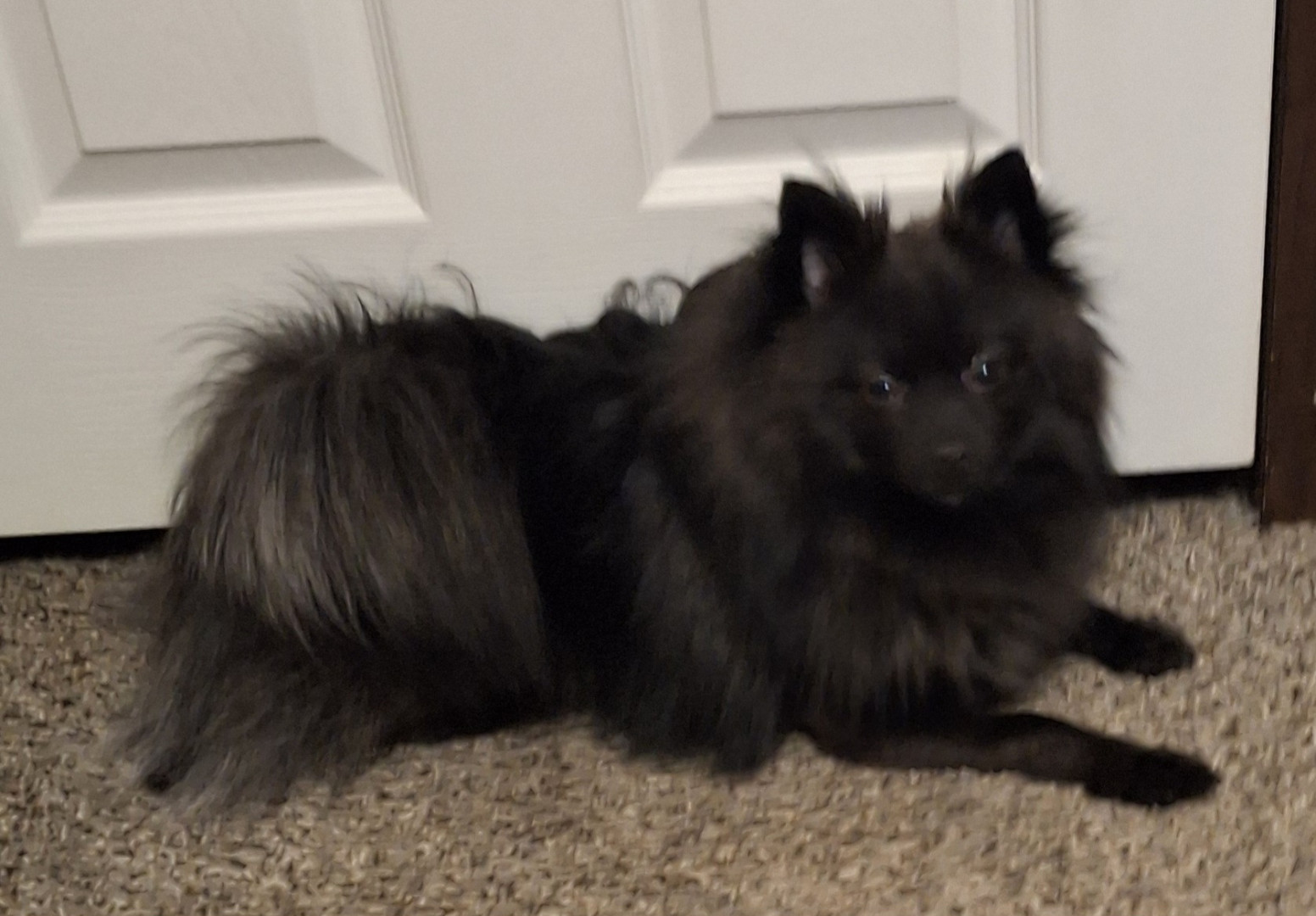 Ozzy | America's Favorite Pet