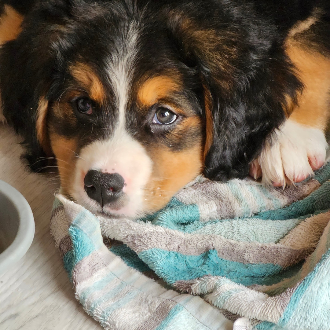 Gabi | America's Favorite Pet
