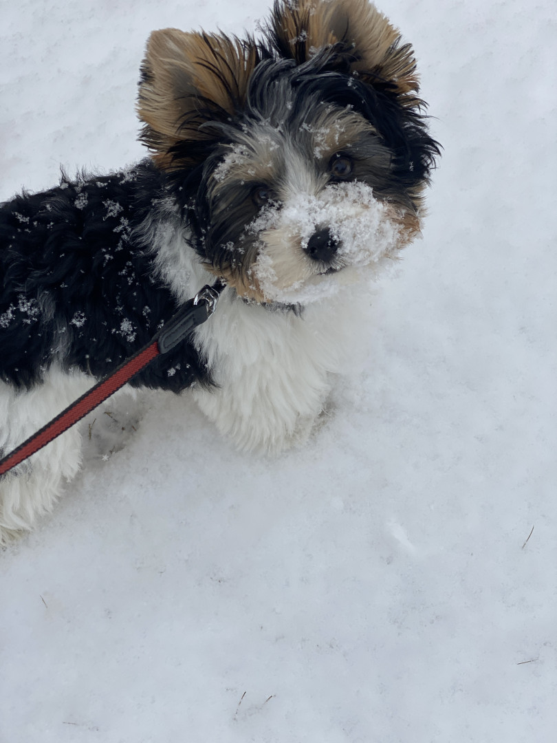 Benny | America's Favorite Pet