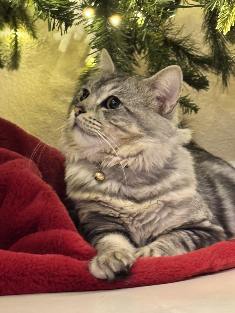 Benji | America's Favorite Pet